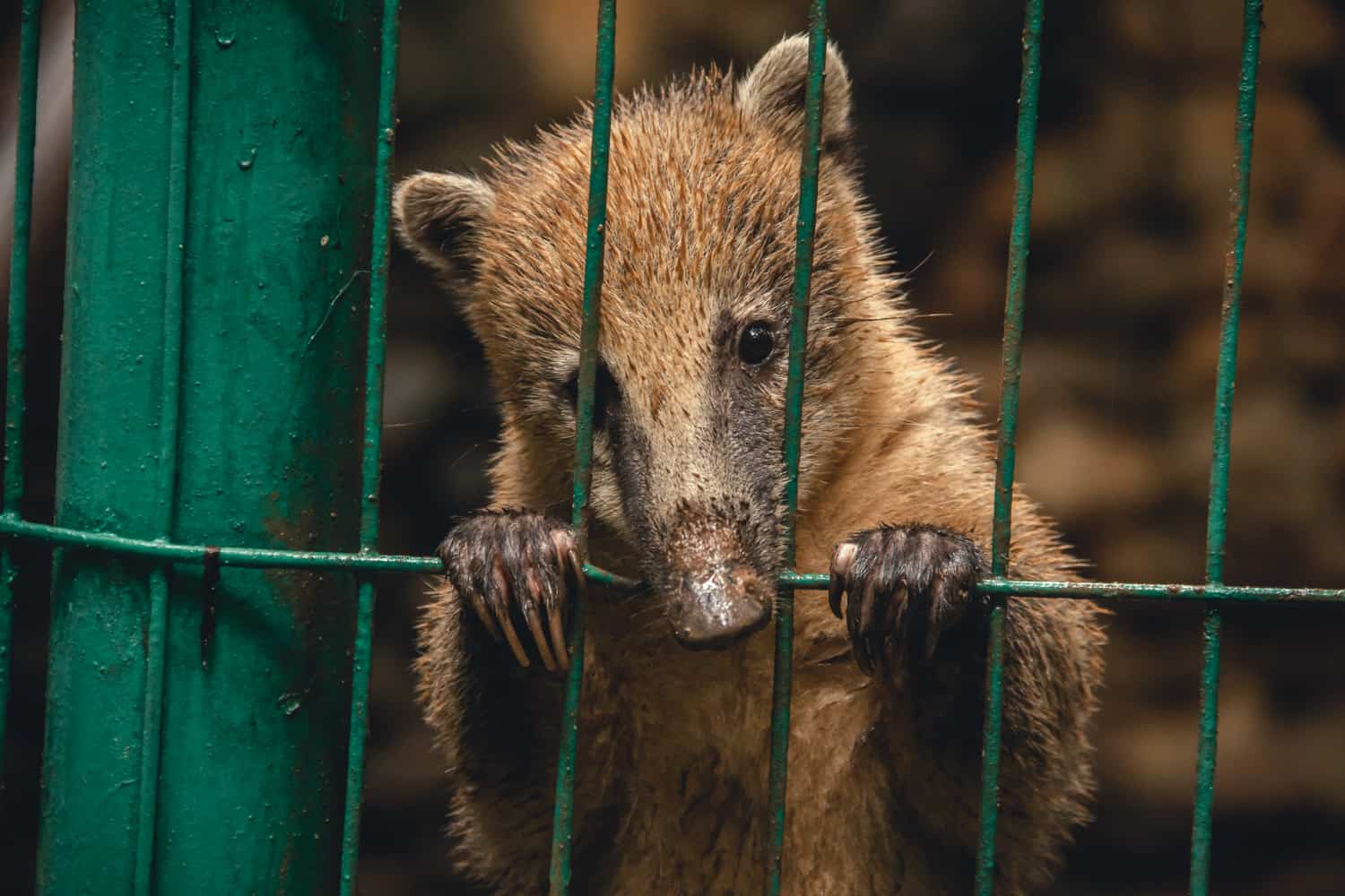 Why Wild Animals Should Not Be Kept In Zoos Top 10 Why Animals Should 