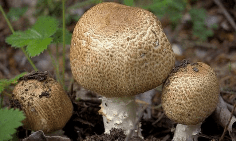 Top 16 Types of Edible Mushrooms with Pictures [SELECTIVE]