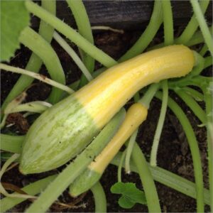 TOP 16 Different Types of Squash: Varieties with Pictures