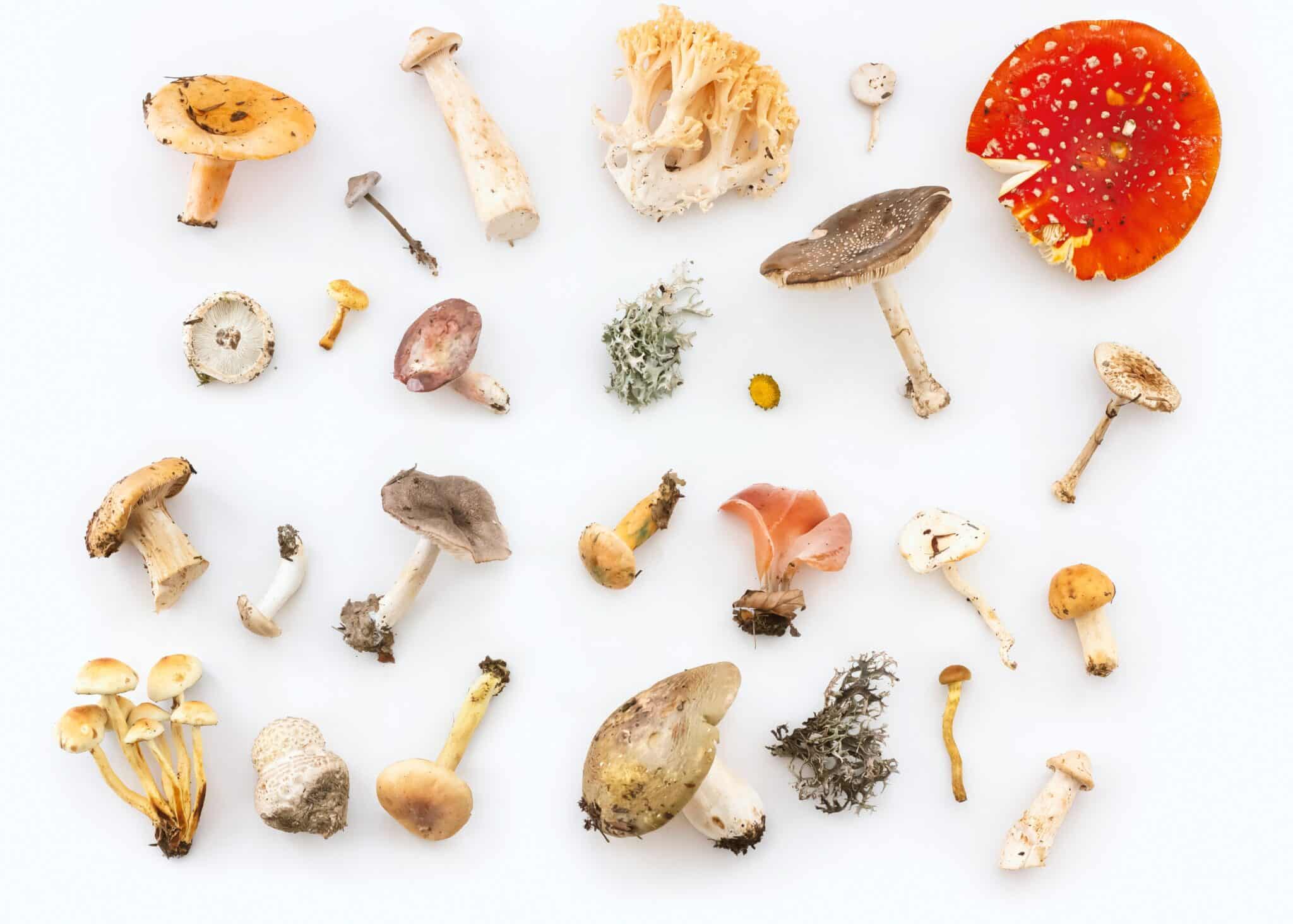Top 16 Types of Edible Mushrooms with Pictures [SELECTIVE]