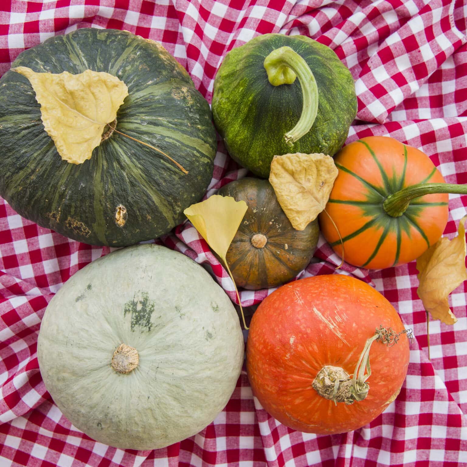 TOP 16 Different Types of Squash: Varieties with Pictures