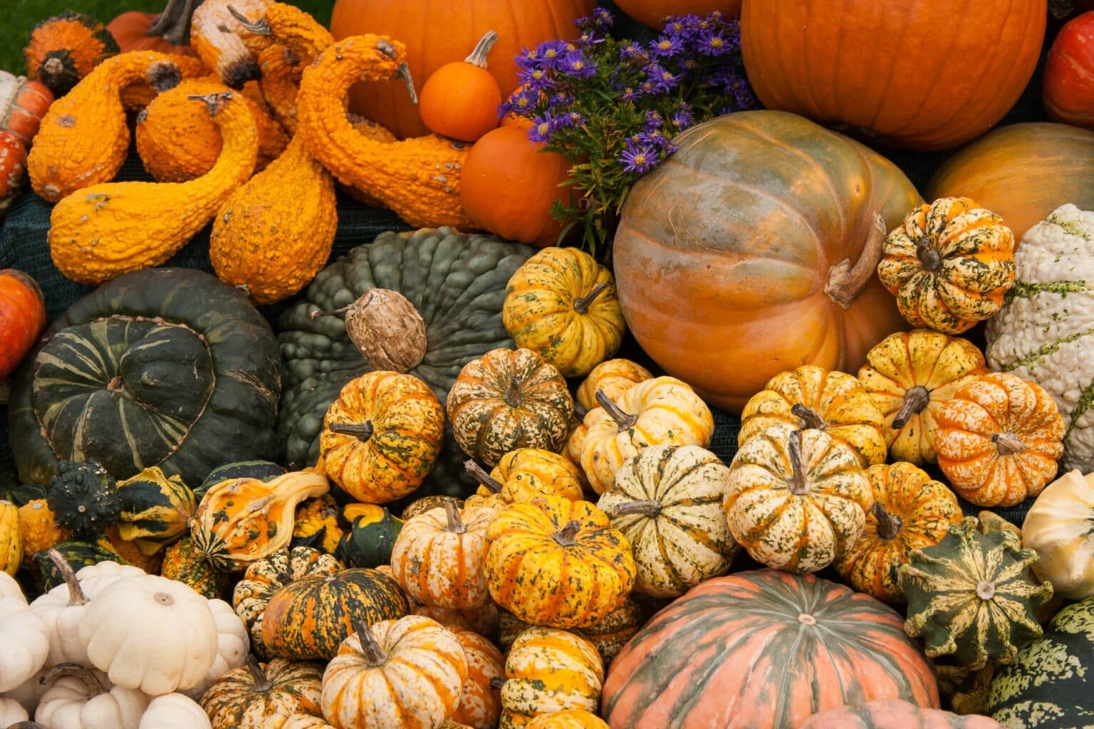 TOP 16 Different Types of Squash: Varieties with Pictures