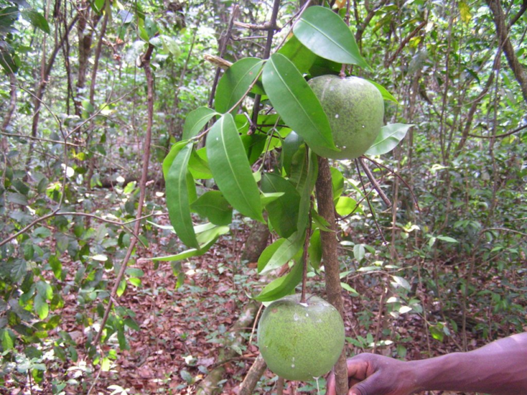 The 15 Fruits That Start With U (With Pictures)