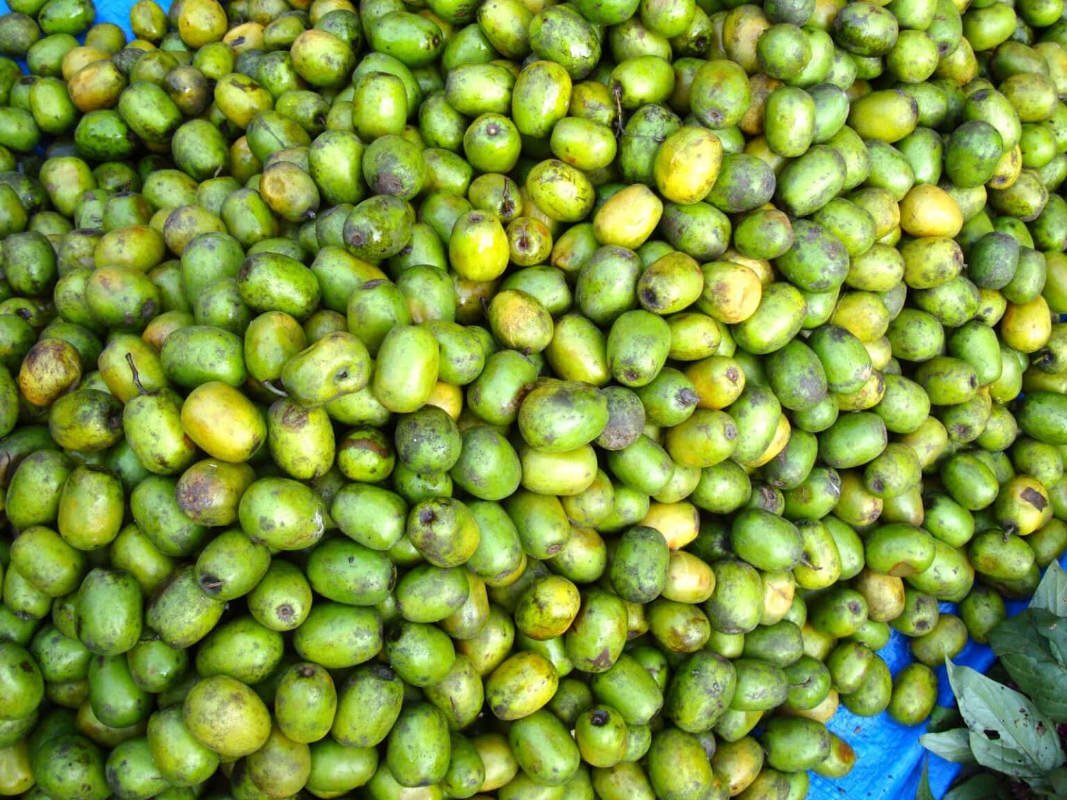 20 Fruits that start with N