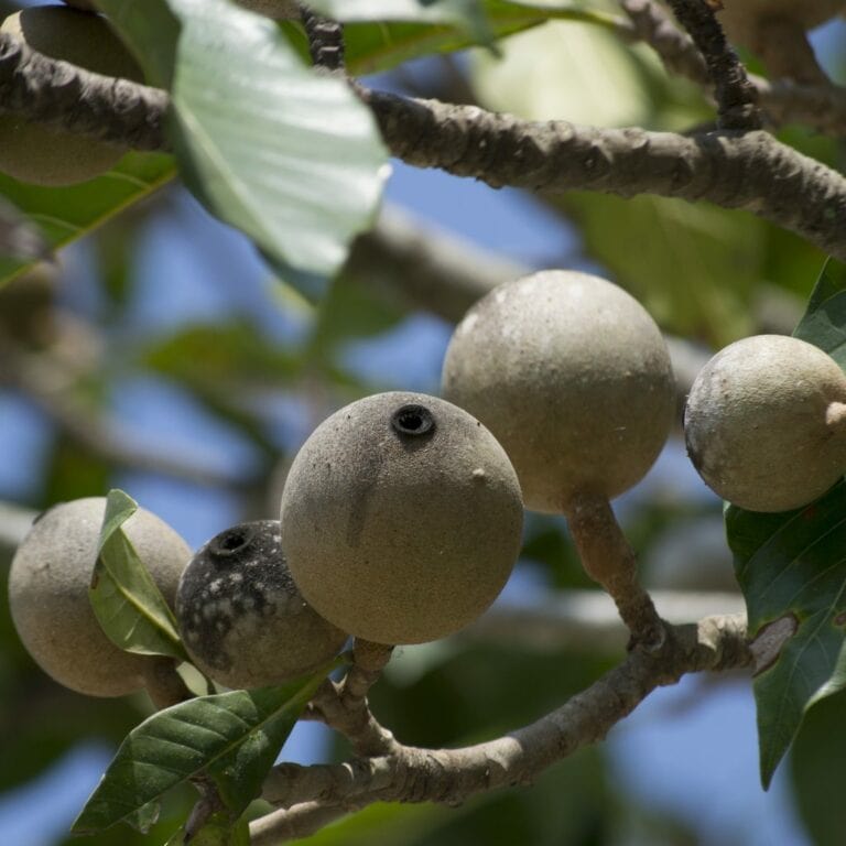 25 Fruits That Start With J (List with Pics)