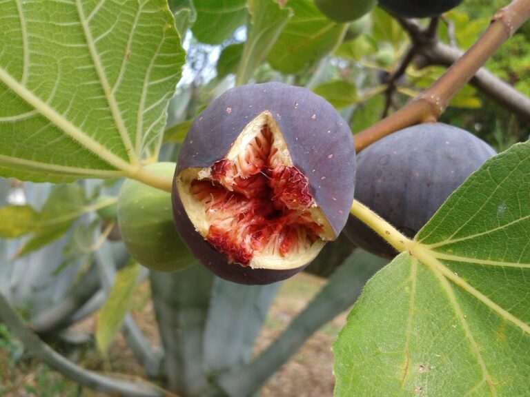 15 Fruits That Start With G (Photos & Interesting Facts)