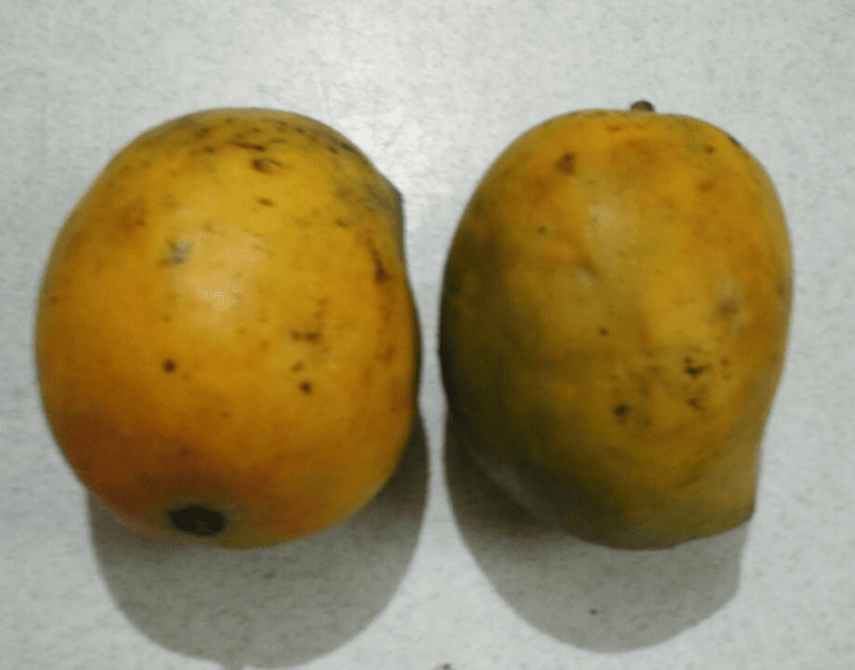 25 Fruits That Start With R (Photos & Nutritional Details)