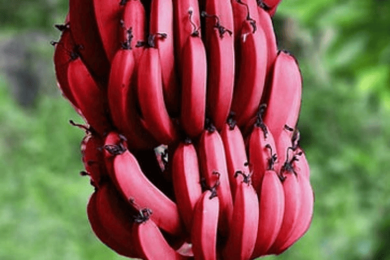 25 Fruits That Start With R (Photos & Nutritional Details)