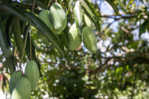 19 Fruits That Start With Y (With Photos & Interesting Facts)