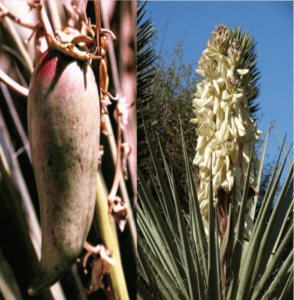 19 Fruits That Start With Y (With Photos & Interesting Facts)