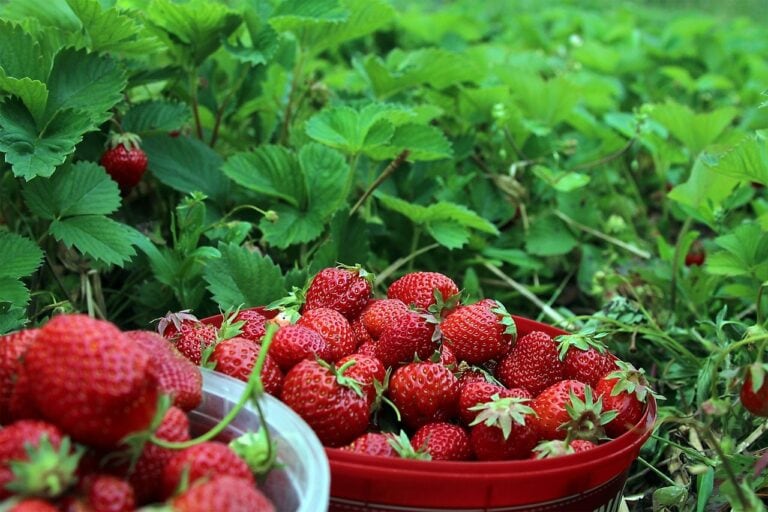 20 Fruits That Start With O (Ultimate List With Pictures)