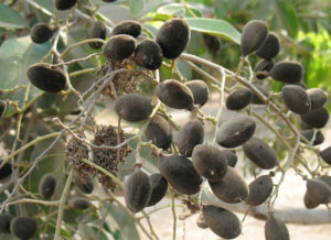 13 Fruits That Start With X (With Detailed Information)