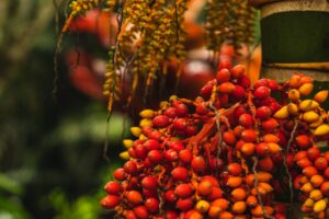 25 Fruits that start with D (List With Pictures)