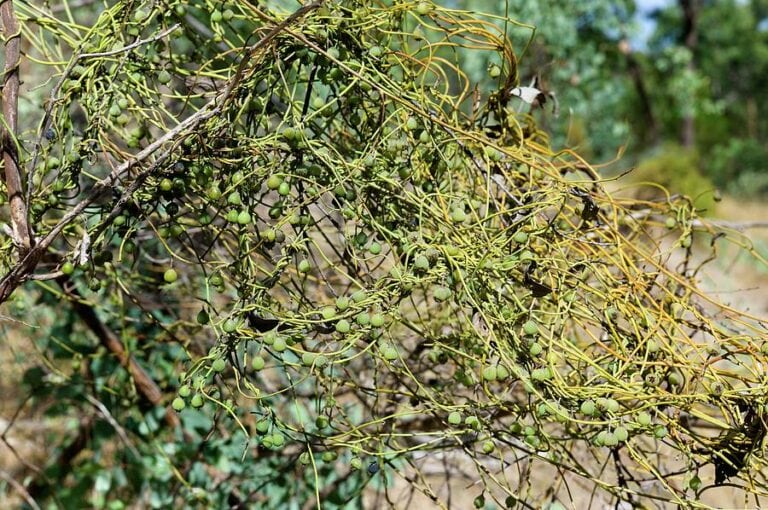 25 Fruits that start with D (List With Pictures)