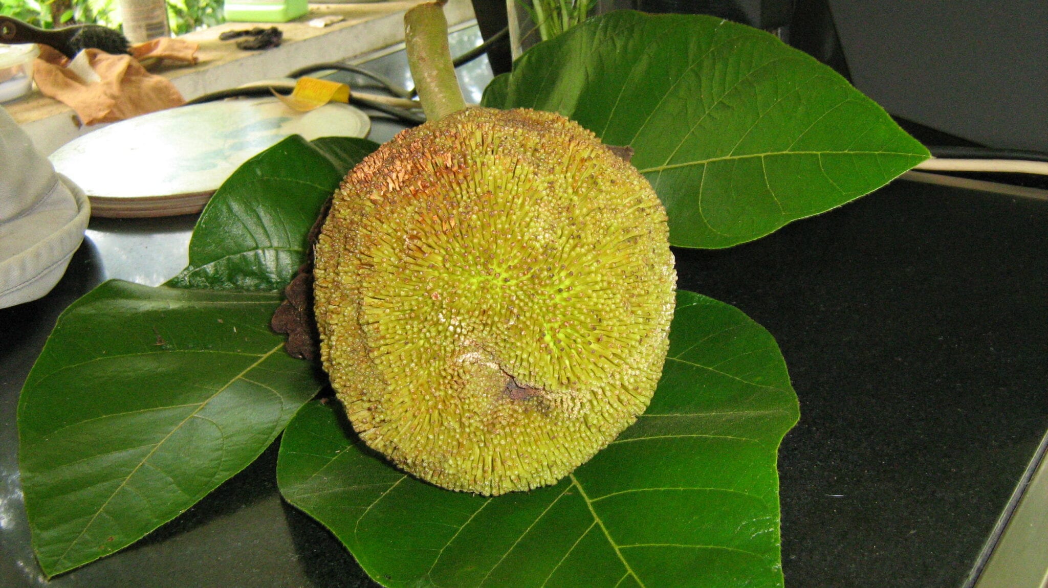 20 Fruits That Start With E (Don't Miss Photos!)