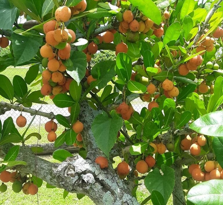 22 Fruits That Start with I (with Pics)