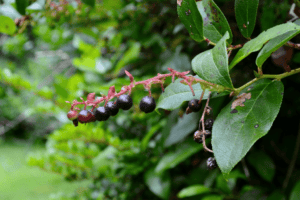 25 Fruits that Start with S: List with Nutritional Values